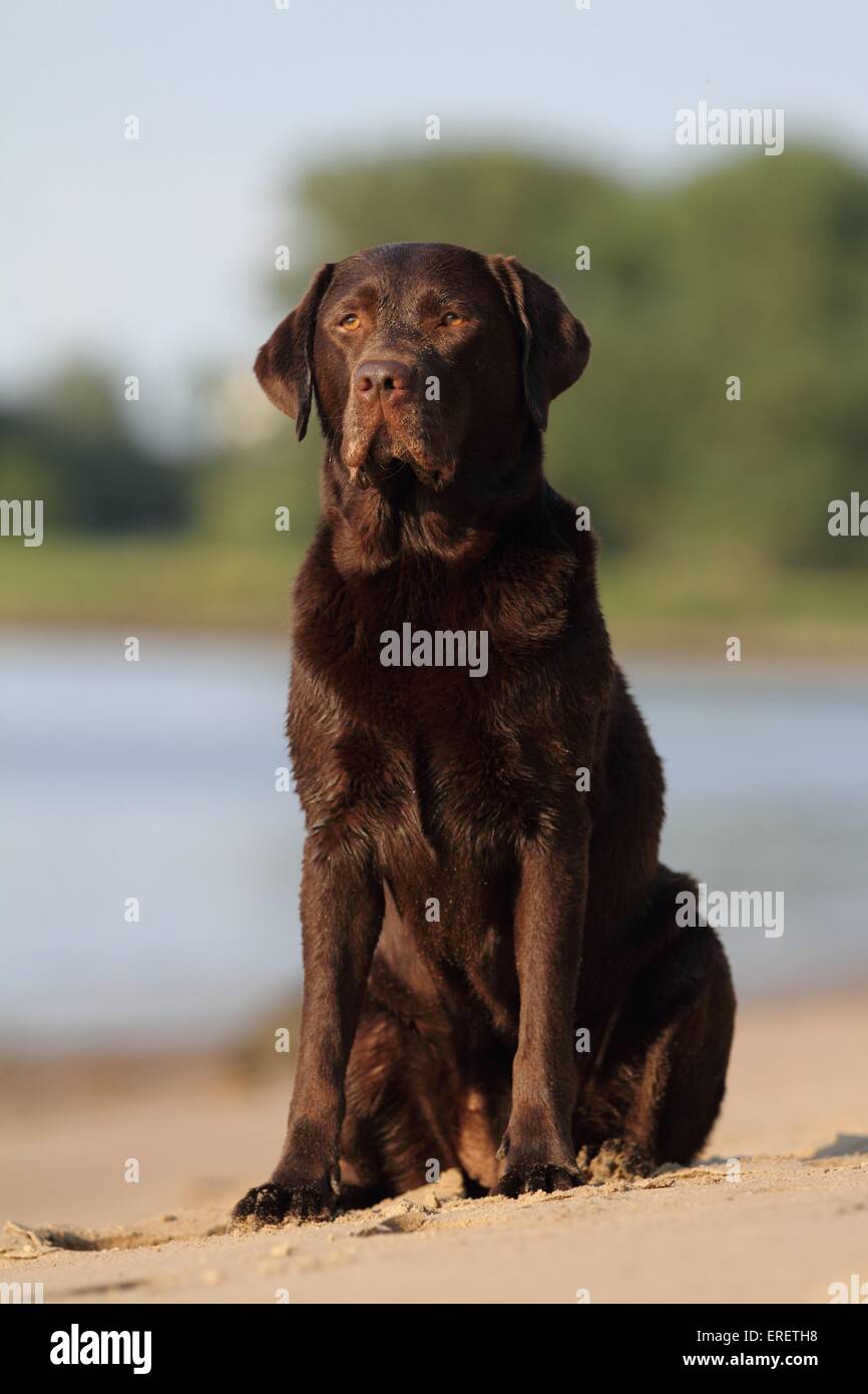 sitting Labrador Retriever Stock Photo - Alamy
