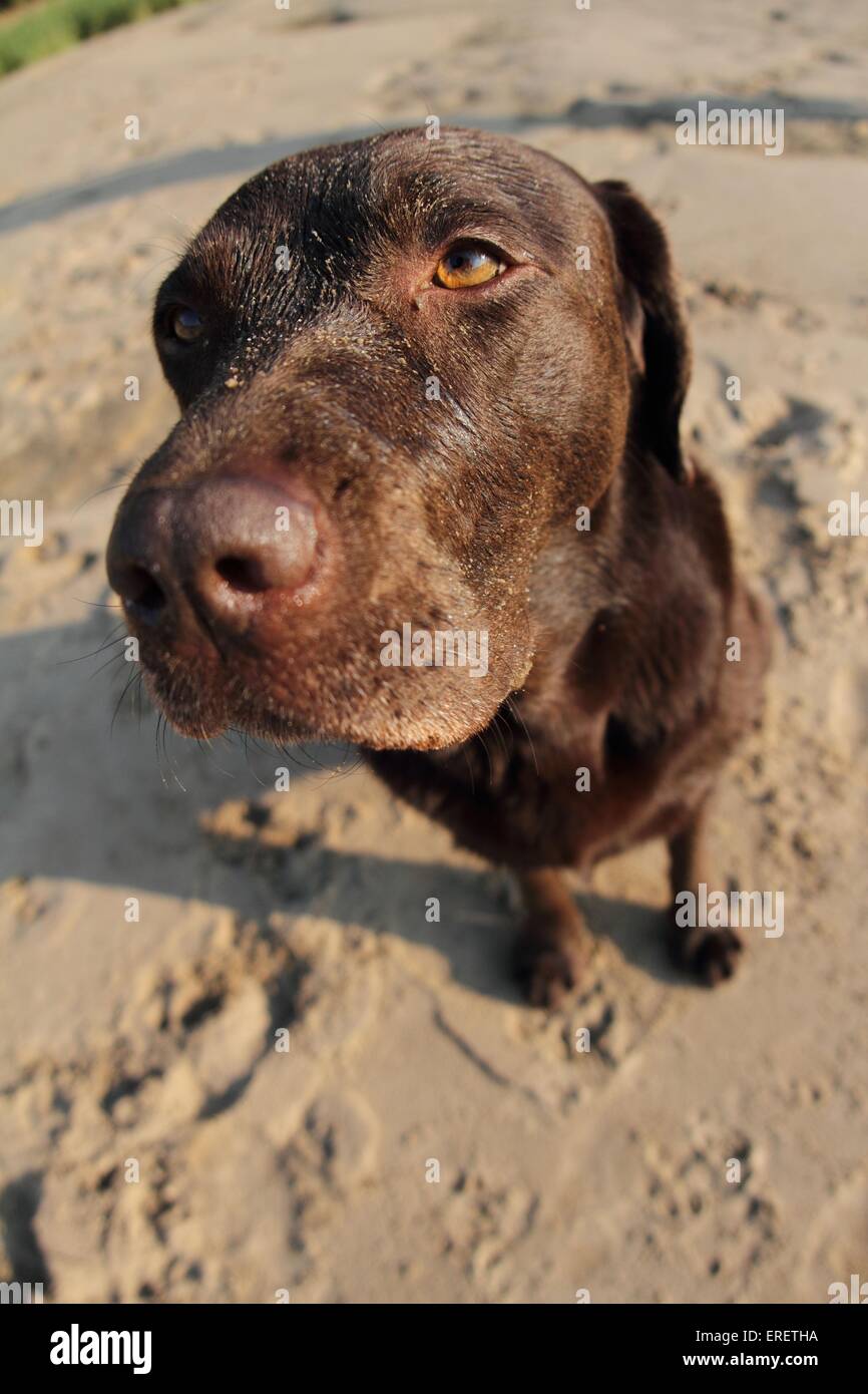 sitting Labrador Retriever Stock Photo - Alamy