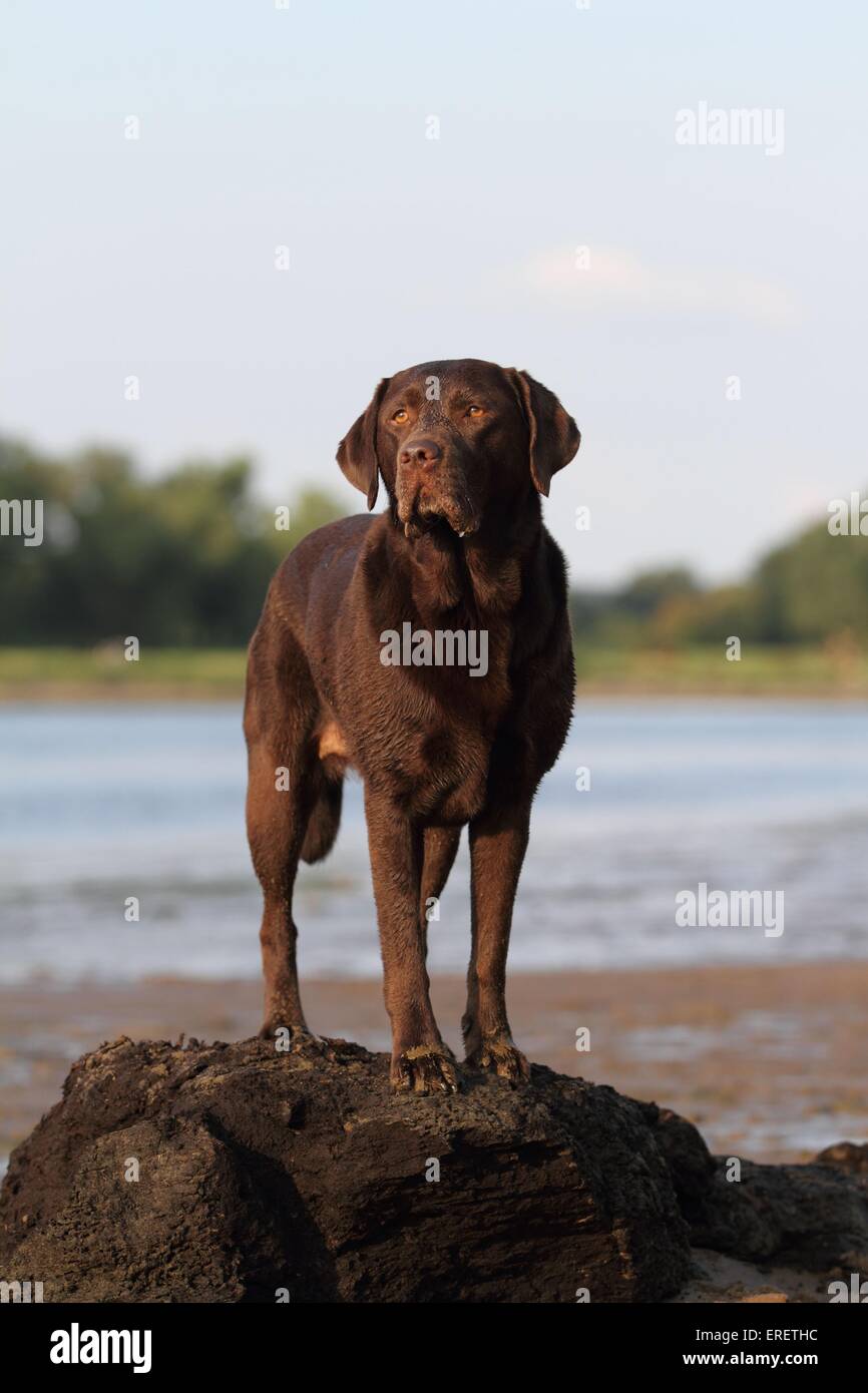 Brown labrador beach hi-res stock photography and images - Alamy