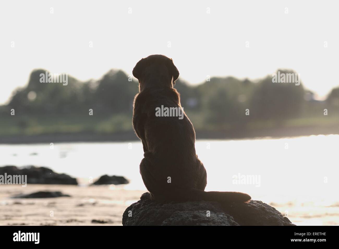 sitting Labrador Retriever Stock Photo - Alamy