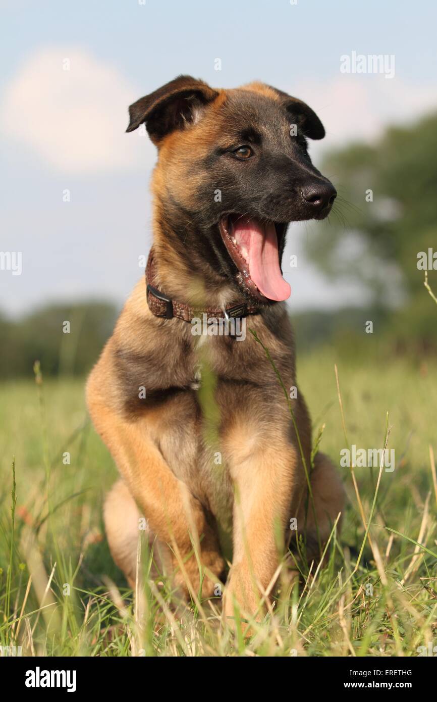 Belgian malinois dog sits hi-res stock photography and images - Alamy