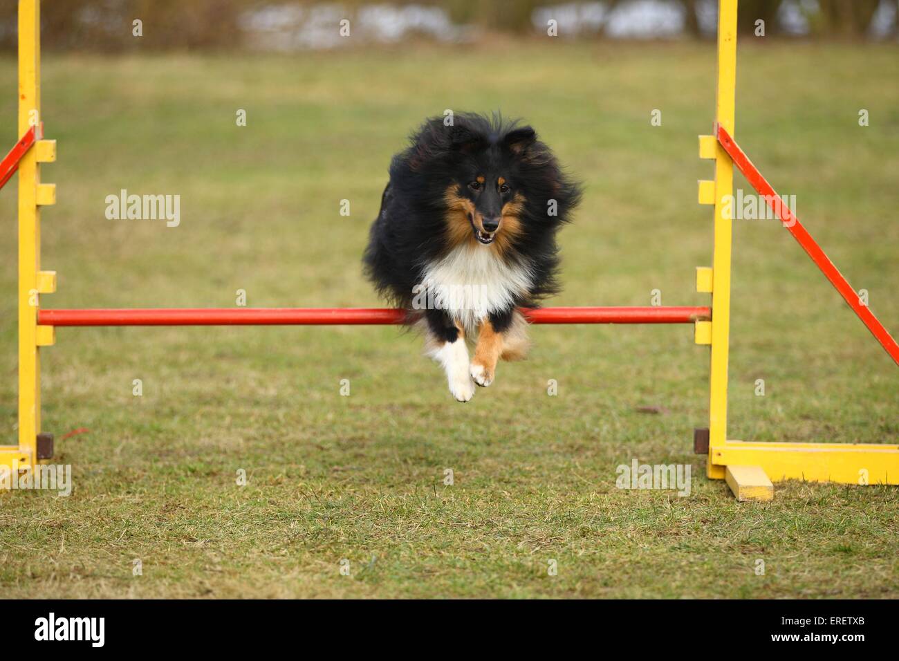 Sheepdog jumping hi-res stock photography and images - Alamy