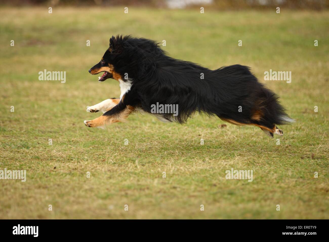 running Shetland Sheepdog Stock Photo - Alamy