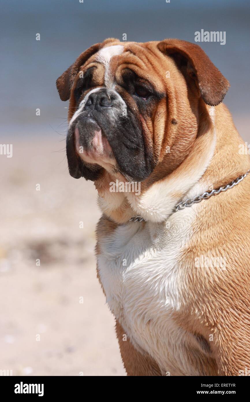 English Bulldog Portrait Stock Photo - Alamy