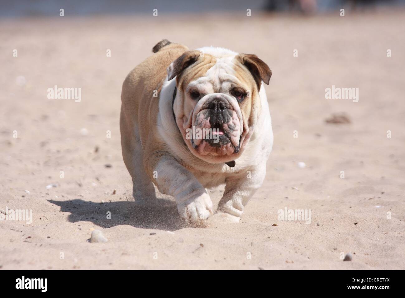 English bulldog walks hi-res stock photography and images - Alamy