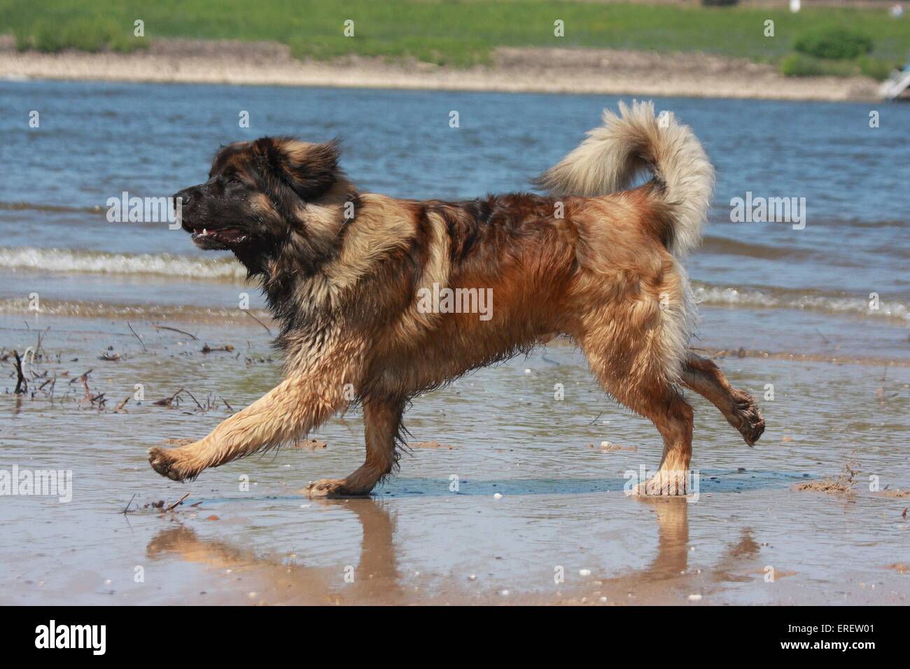Leonberger running hi-res stock photography and images - Alamy