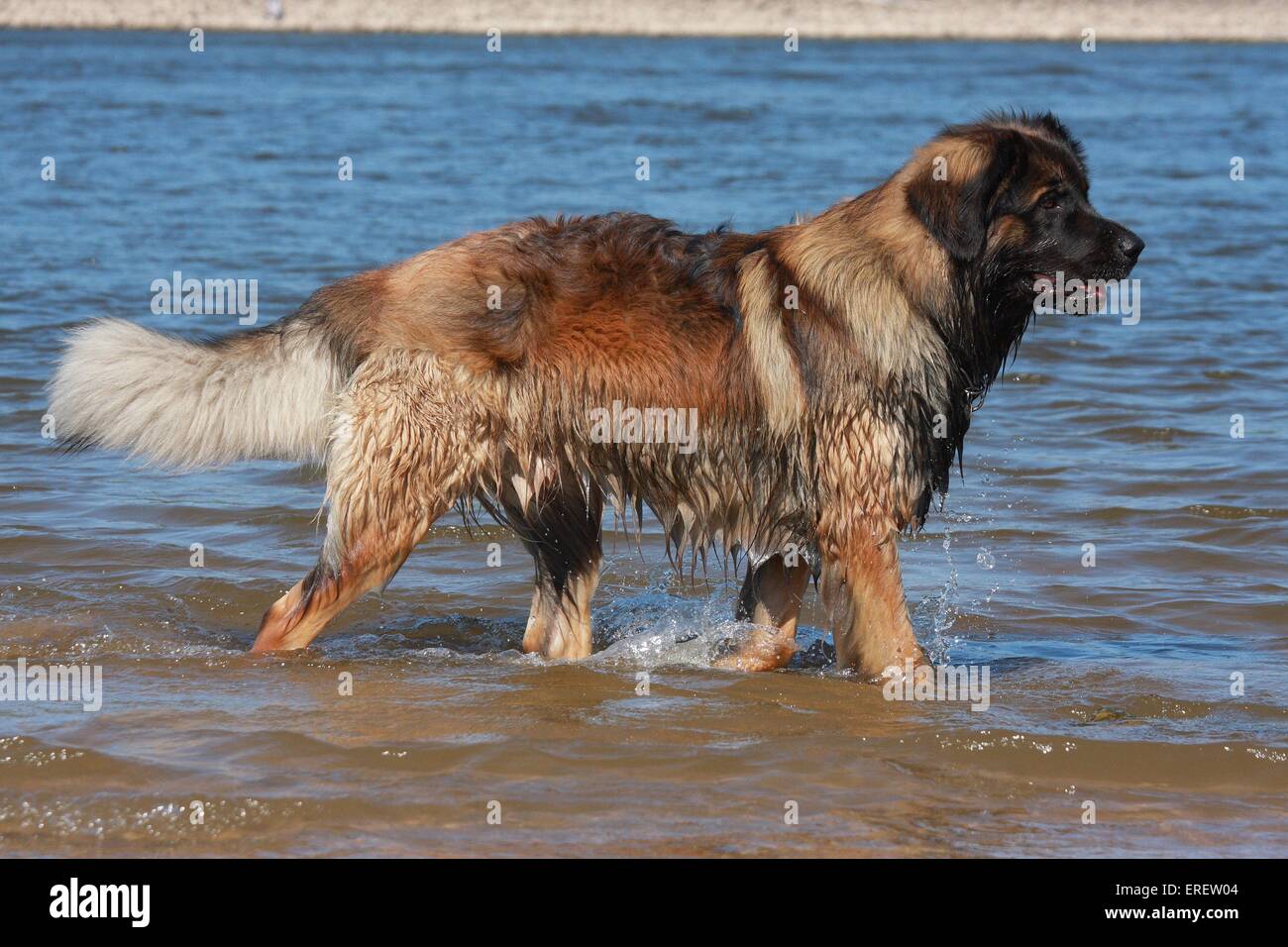 Leonberger running hi-res stock photography and images - Alamy