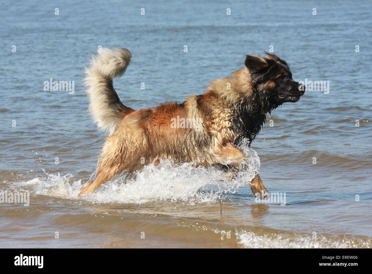 Leonberger running hi-res stock photography and images - Alamy