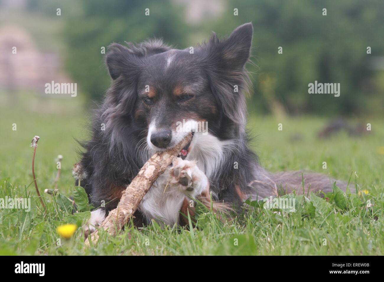 Gnaw Stick High Resolution Stock Photography and Images - Alamy