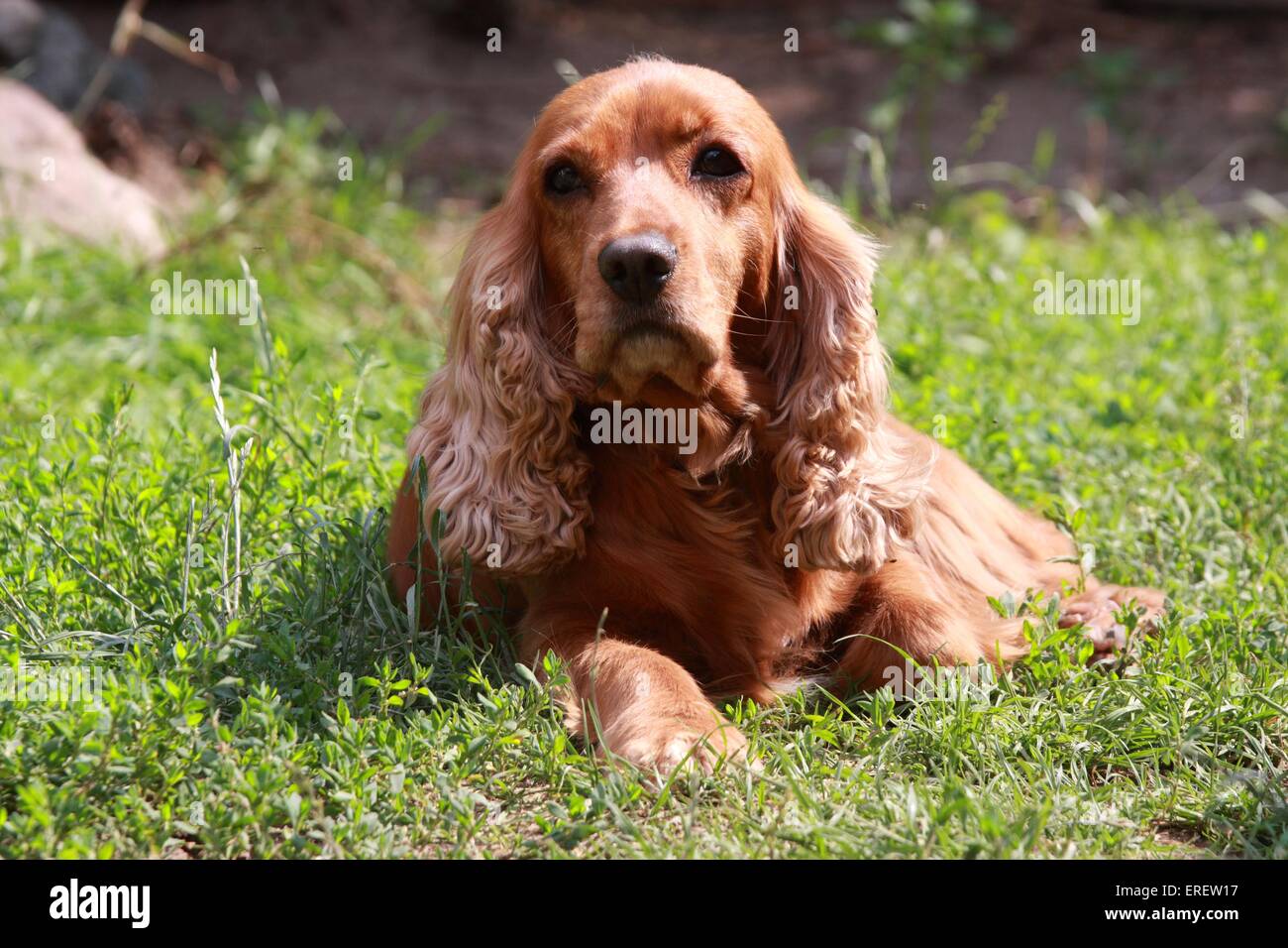 lying English Cocker Spaniel Stock Photo - Alamy
