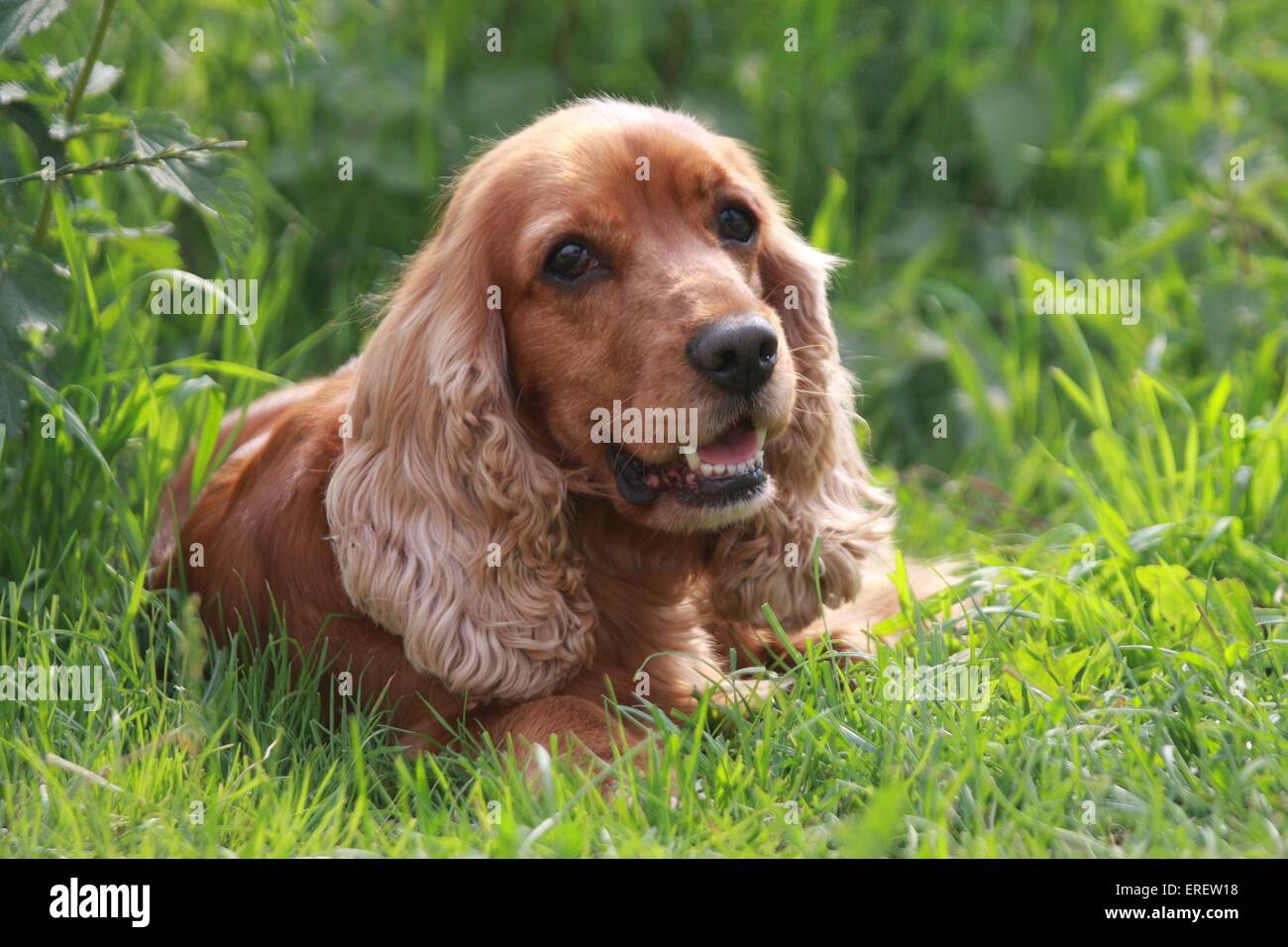 lying English Cocker Spaniel Stock Photo - Alamy