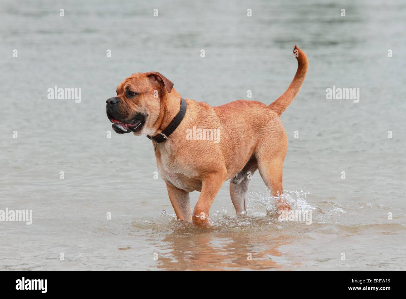 bathing Continental Bulldog Stock Photo - Alamy