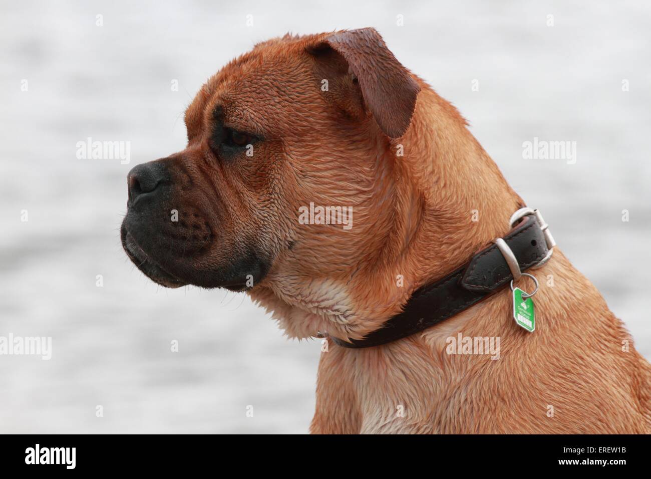 Continental Bulldog Portrait Stock Photo - Alamy