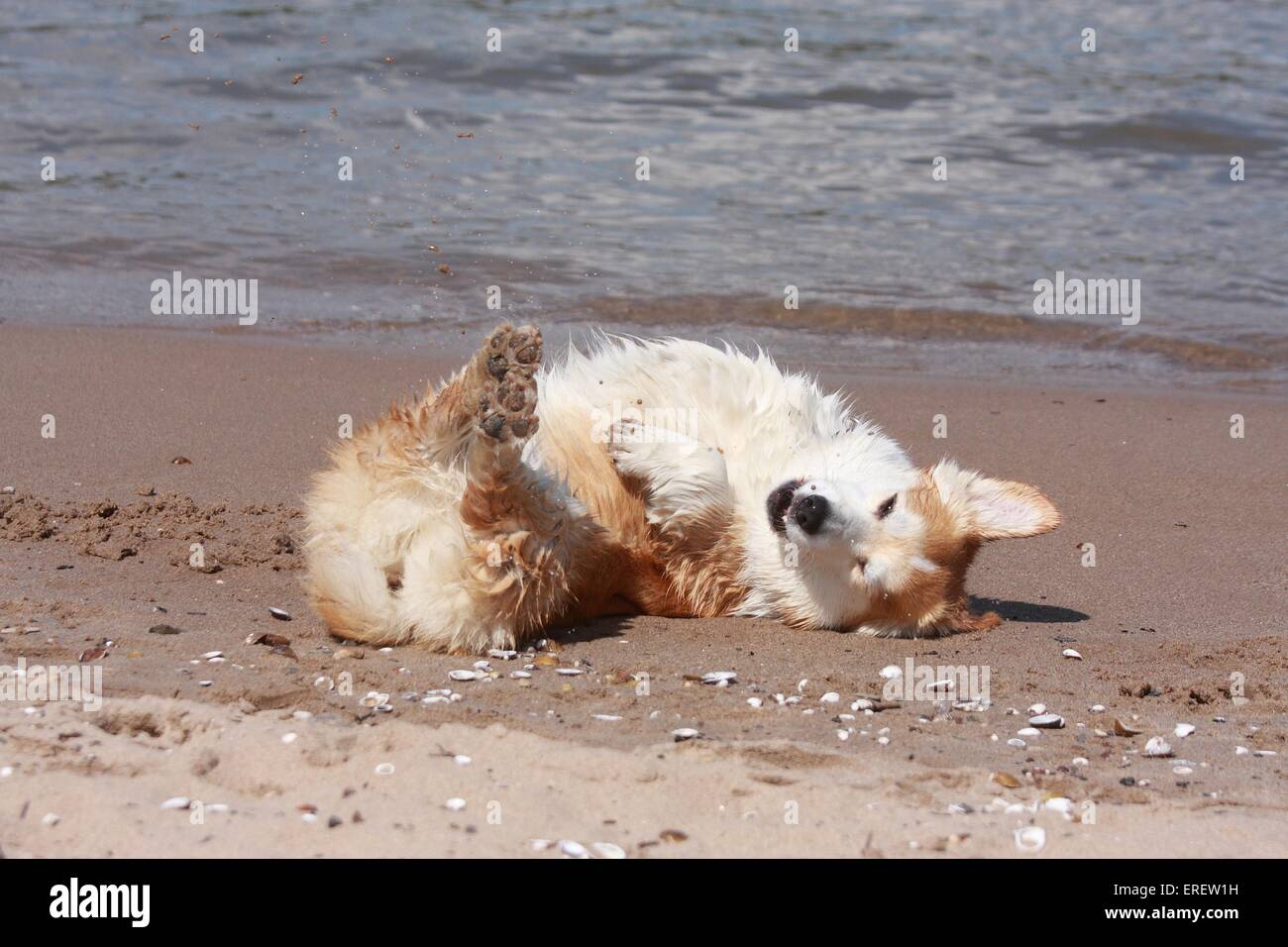 Corgi rolling hi-res stock photography and images - Alamy