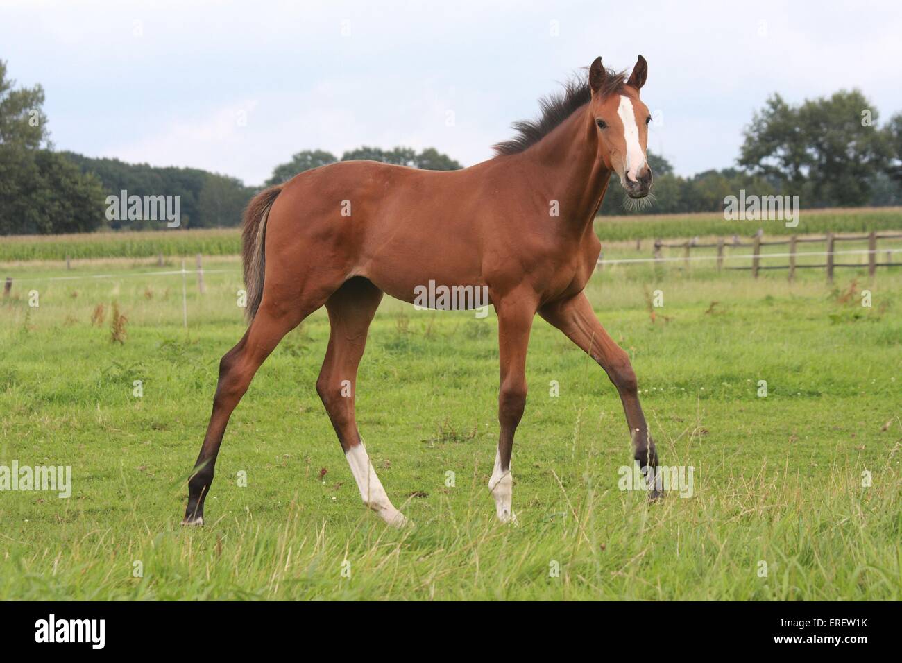 Holsteiner foal hi-res stock photography and images - Alamy