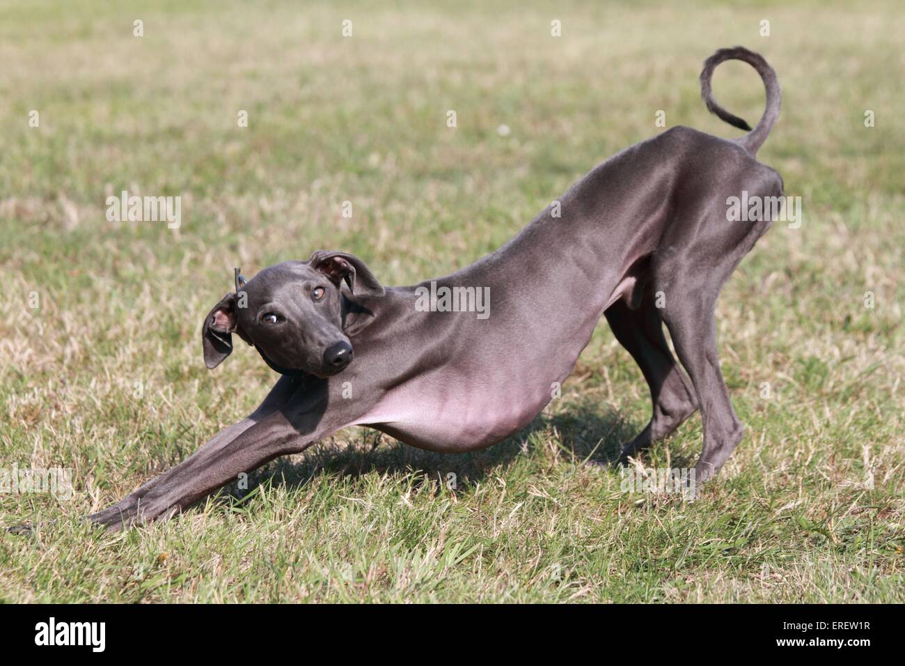 stretching Italian Greyhound Stock Photo - Alamy