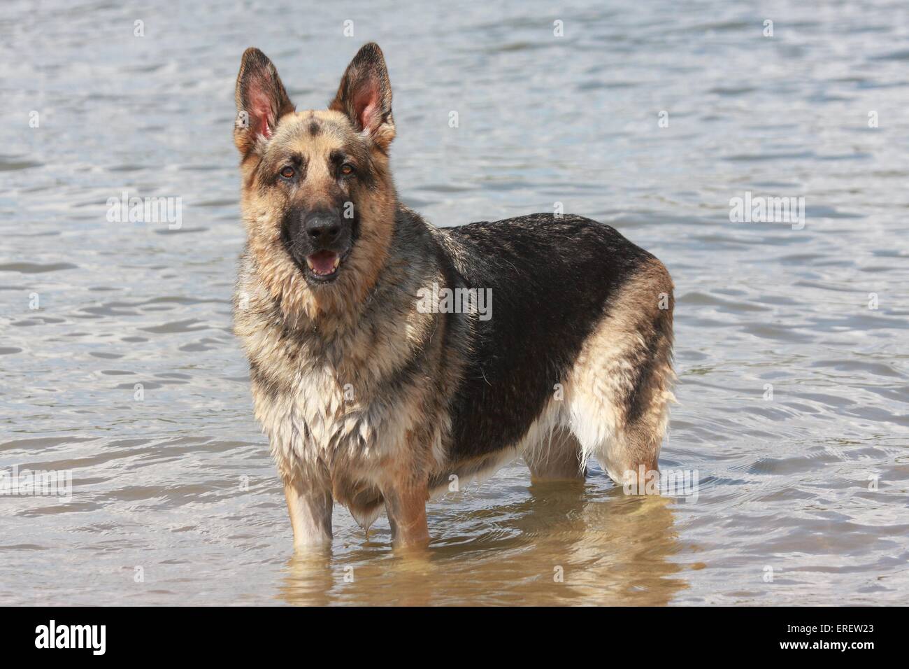 bathing German Shepherd Stock Photo - Alamy