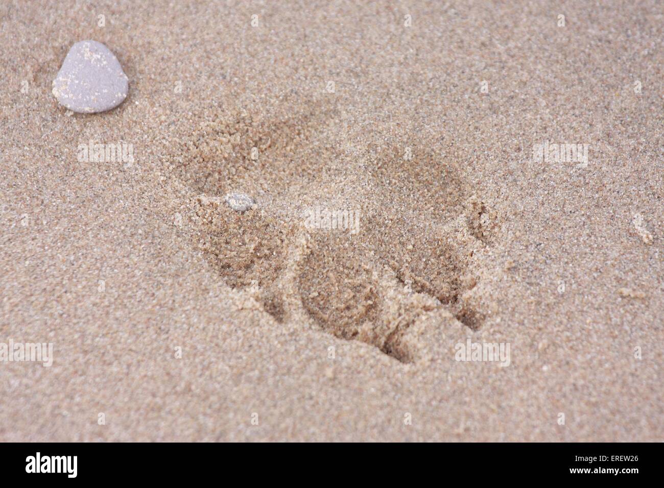 Single dog paw print hi-res stock photography and images - Alamy