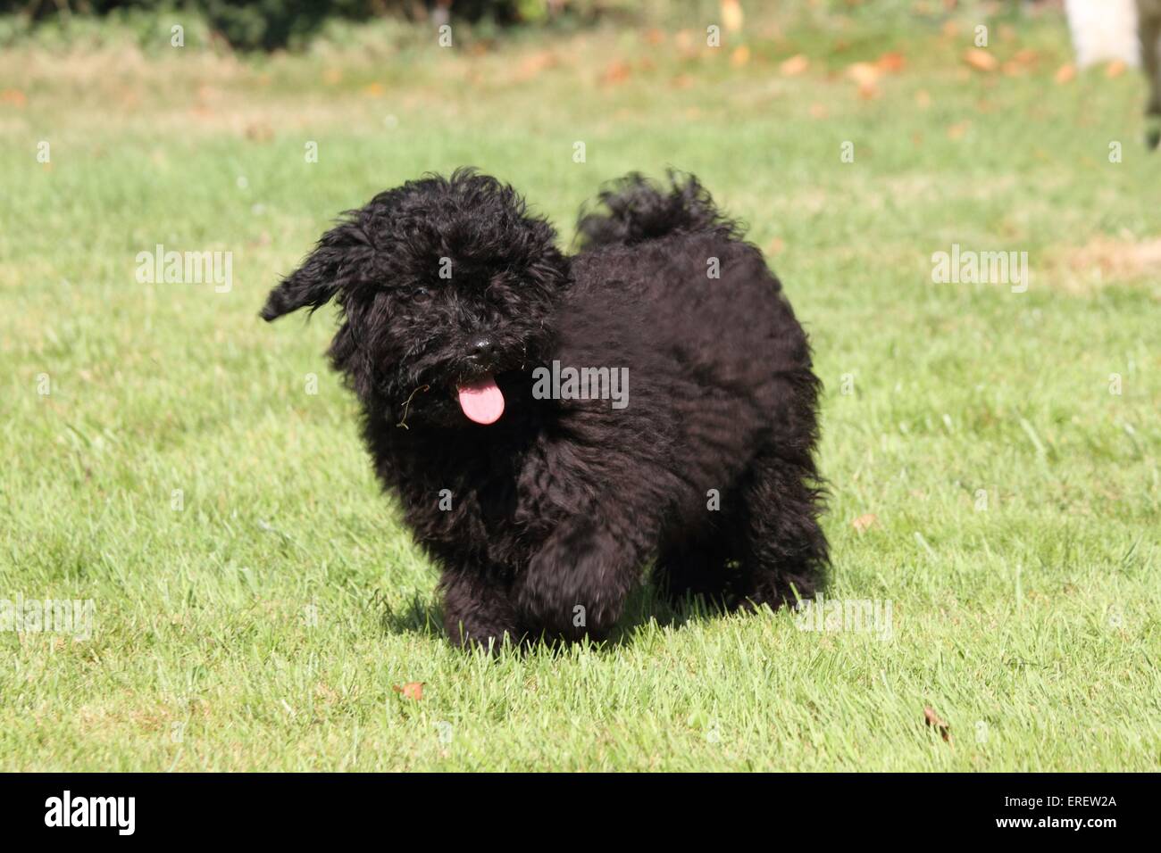 Hungarian pulis hi-res stock photography and images - Alamy