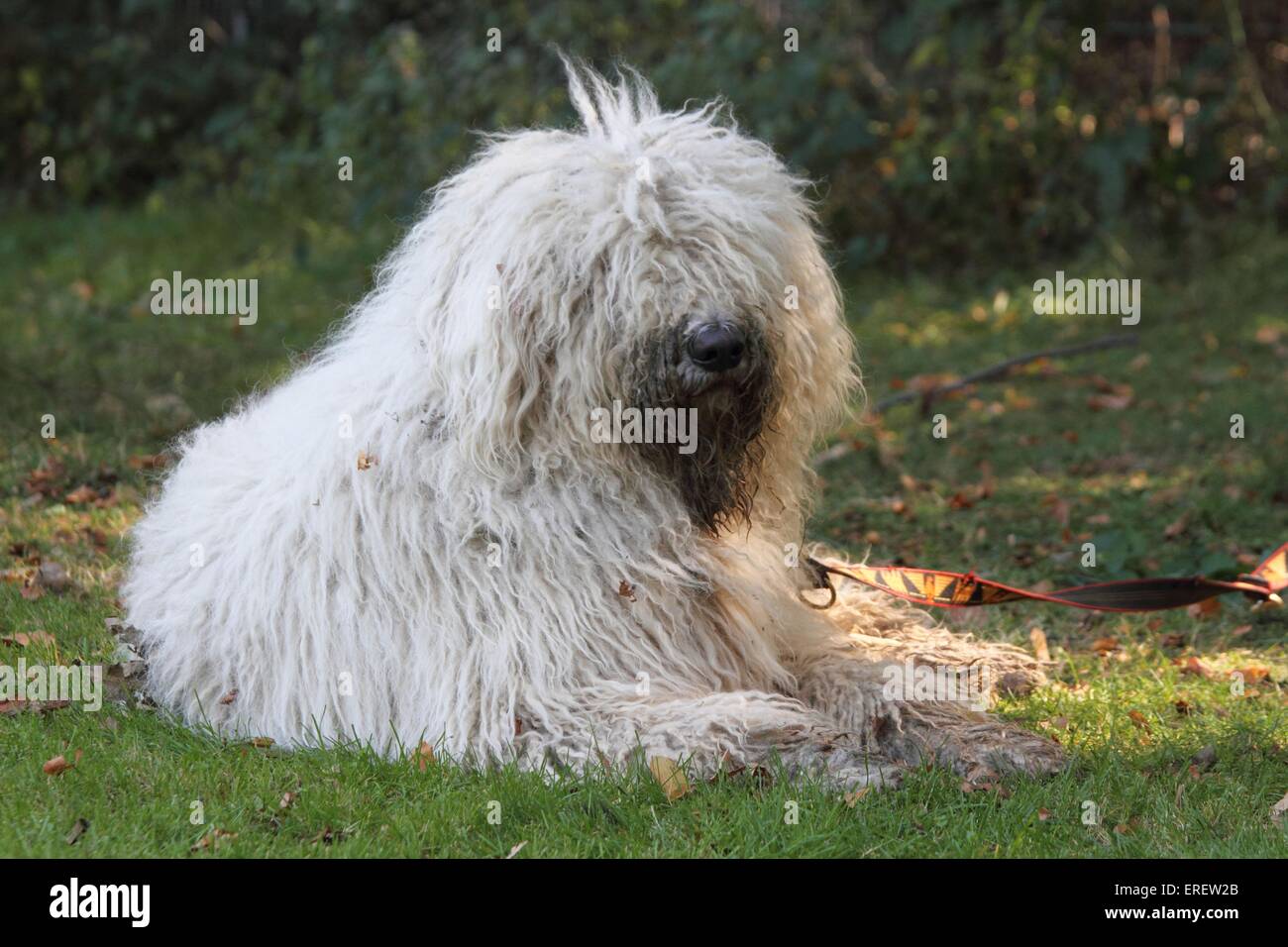 Komondors hi-res stock photography and images - Alamy