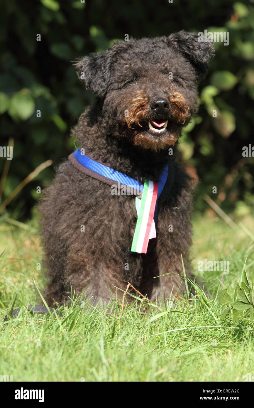 Pumi dog hi-res stock photography and images - Alamy