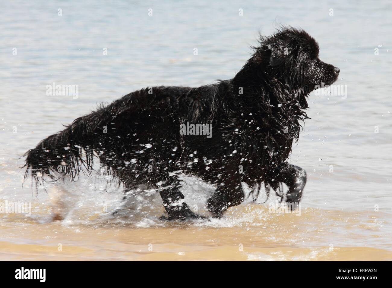 Newfoundland dog running hi-res stock photography and images - Alamy
