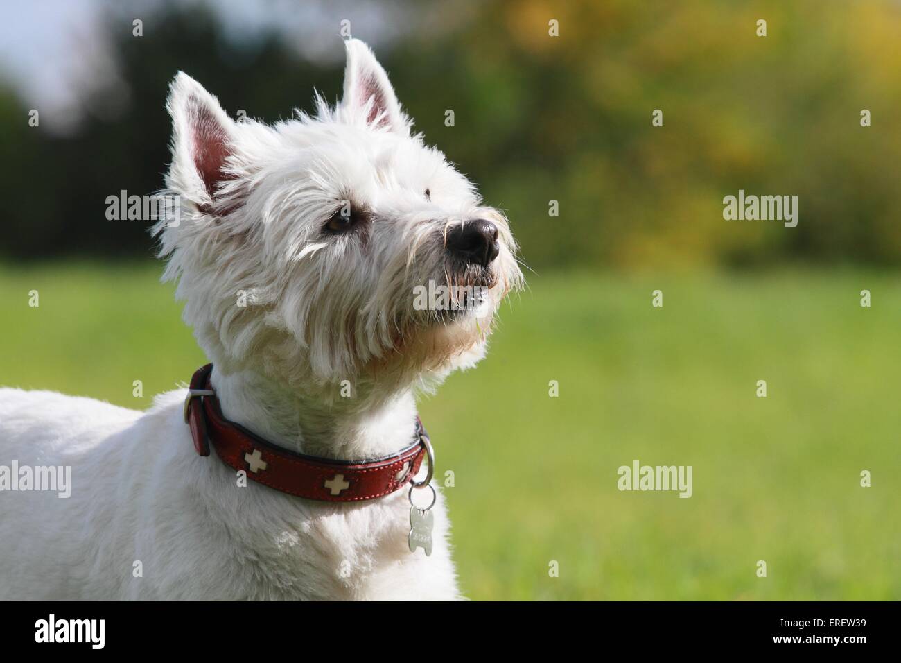 West Highland White Terrier Portrait Stock Photo - Alamy
