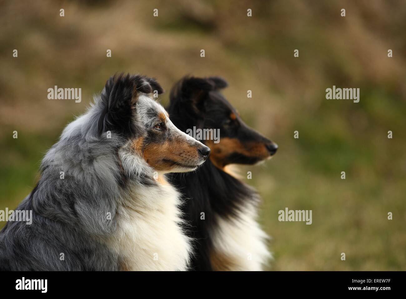 2 Shetland Sheepdogs Stock Photo - Alamy