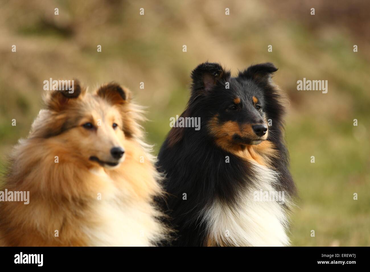 2 Shetland Sheepdogs Stock Photo - Alamy