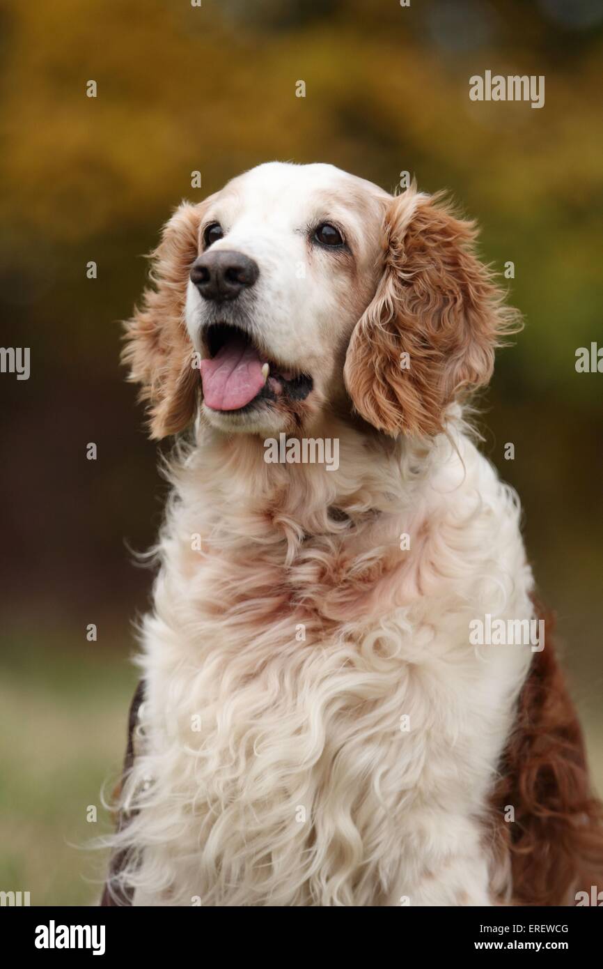 Welsh Springer Spaniel Portrait Stock Photo - Alamy