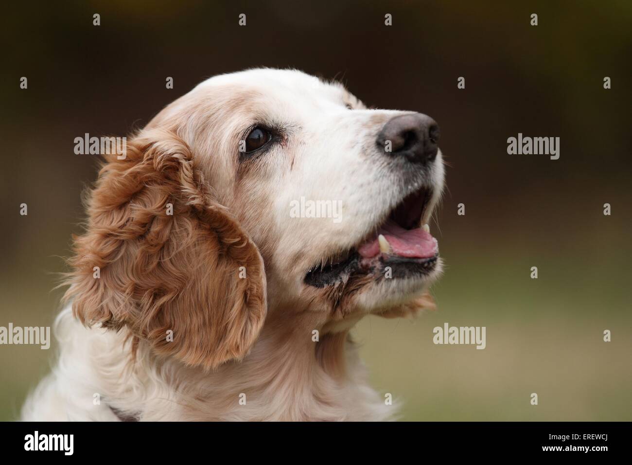 Welsh Springer Spaniel Portrait Stock Photo - Alamy