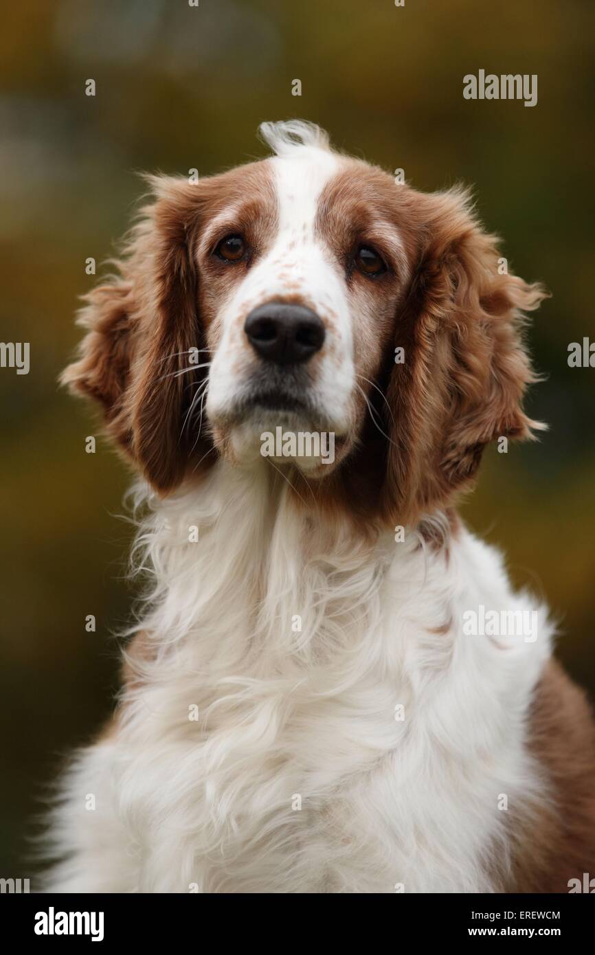 Welsh Springer Spaniel Portrait Stock Photo - Alamy