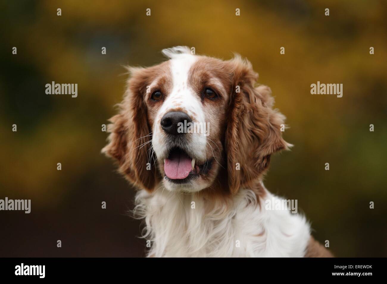 Welsh Springer Spaniel Portrait Stock Photo - Alamy