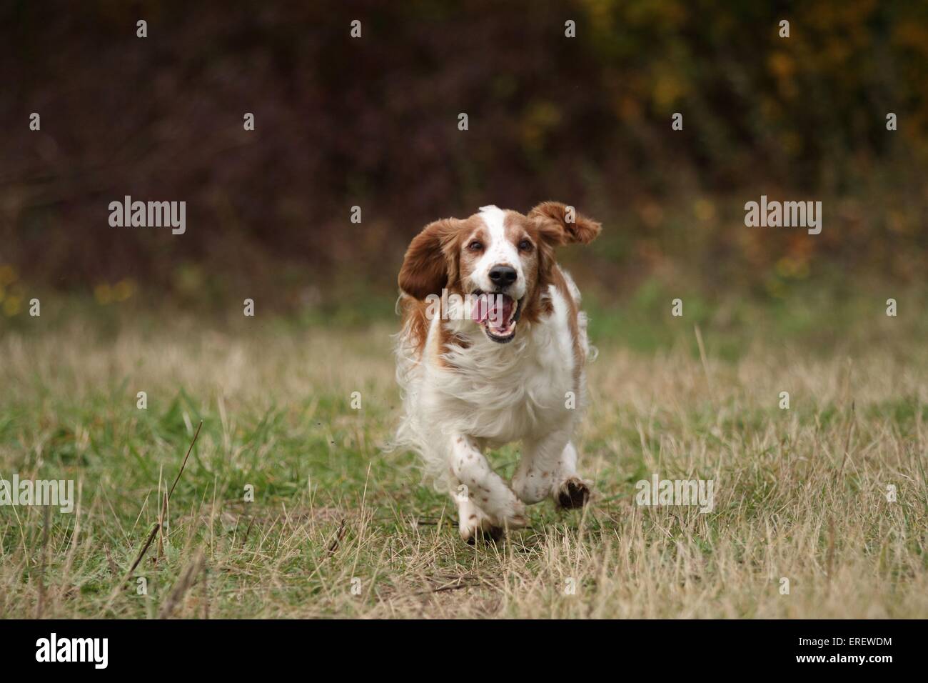 running Welsh Springer Spaniel Stock Photo - Alamy