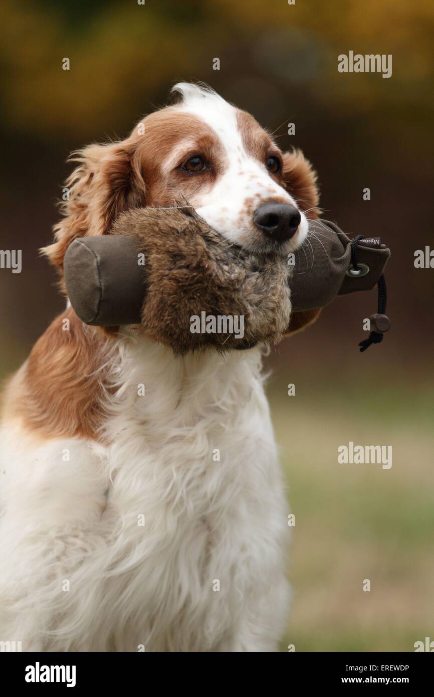 Welsh springer spaniel hi-res stock photography and images - Alamy
