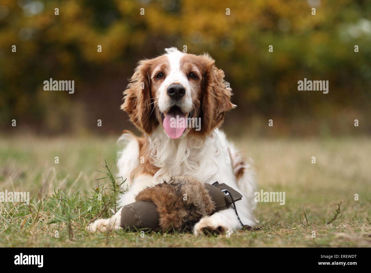 lying Welsh Springer Spaniel Stock Photo - Alamy