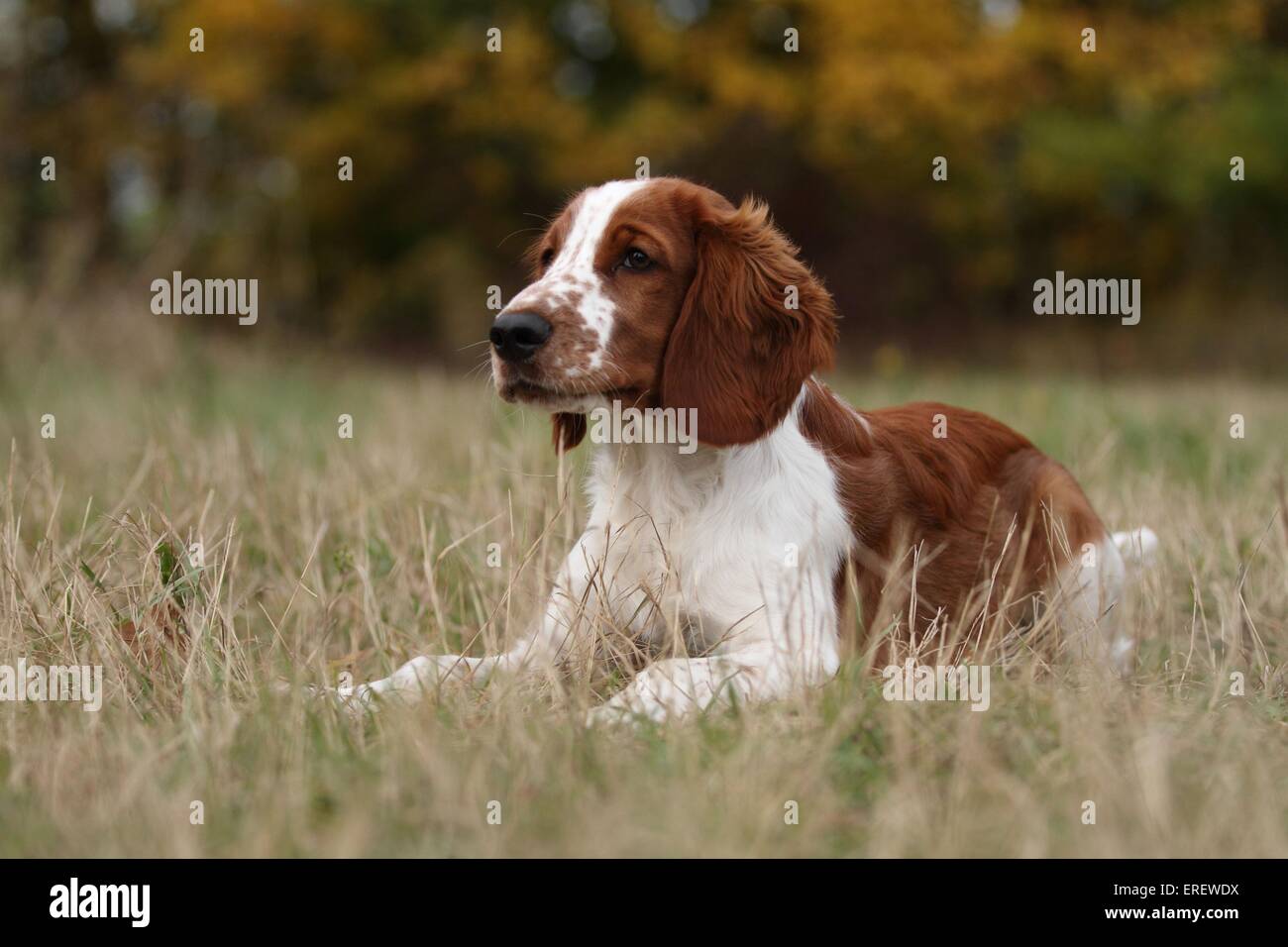 Welsh springer spaniels hi-res stock photography and images - Alamy