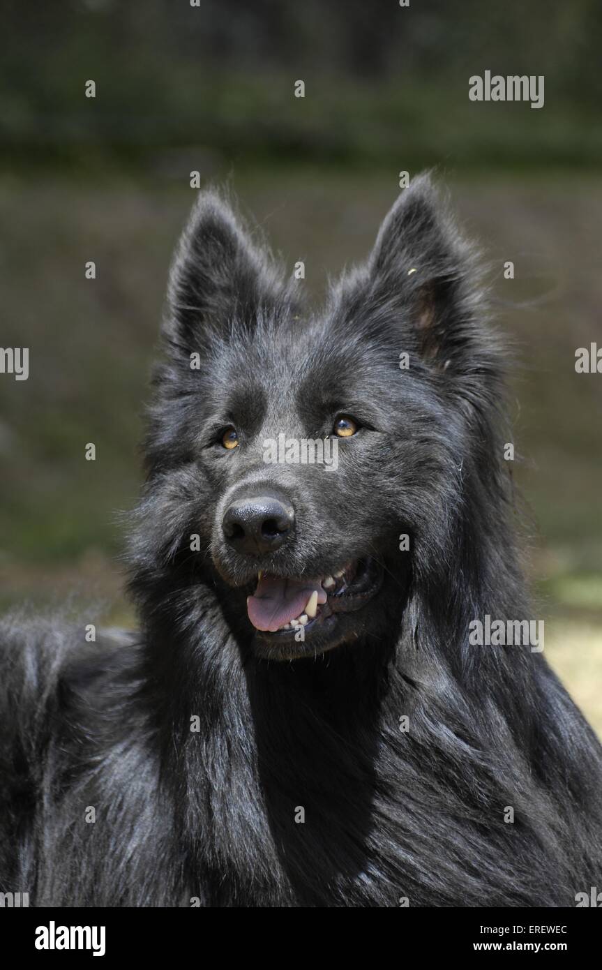 Old German Shepherd Portrait Stock Photo - Alamy