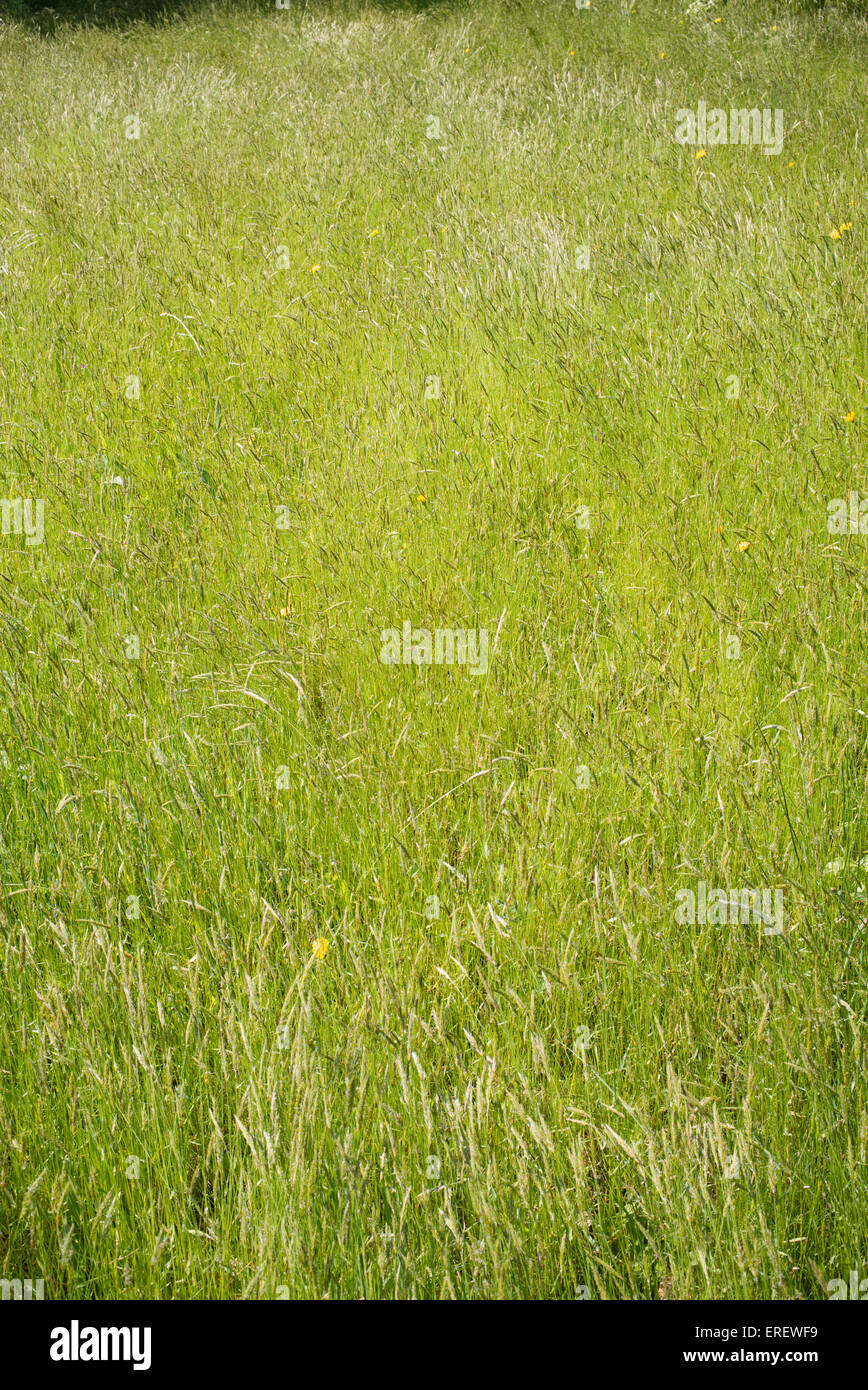 Meadow grass in spring in the english countryside.UK Stock Photo - Alamy