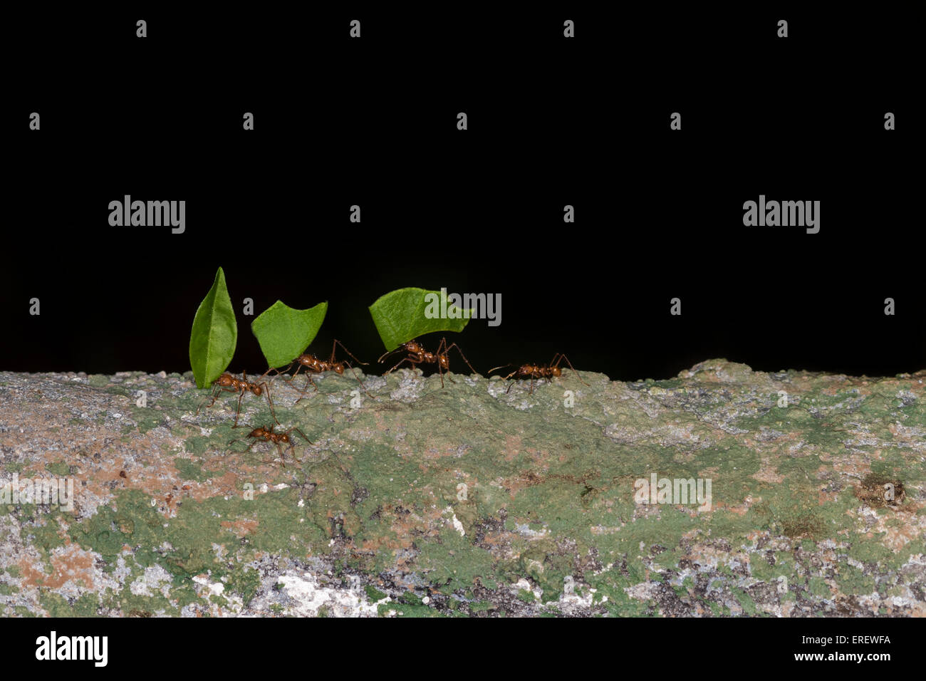 Leaf cutter ants carrying a leaf Stock Photo - Alamy