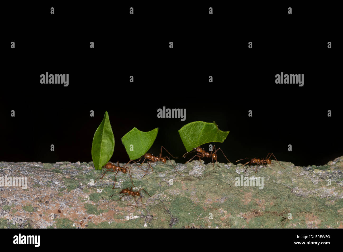 Invertebrate ant leaf cutter hi-res stock photography and images - Alamy