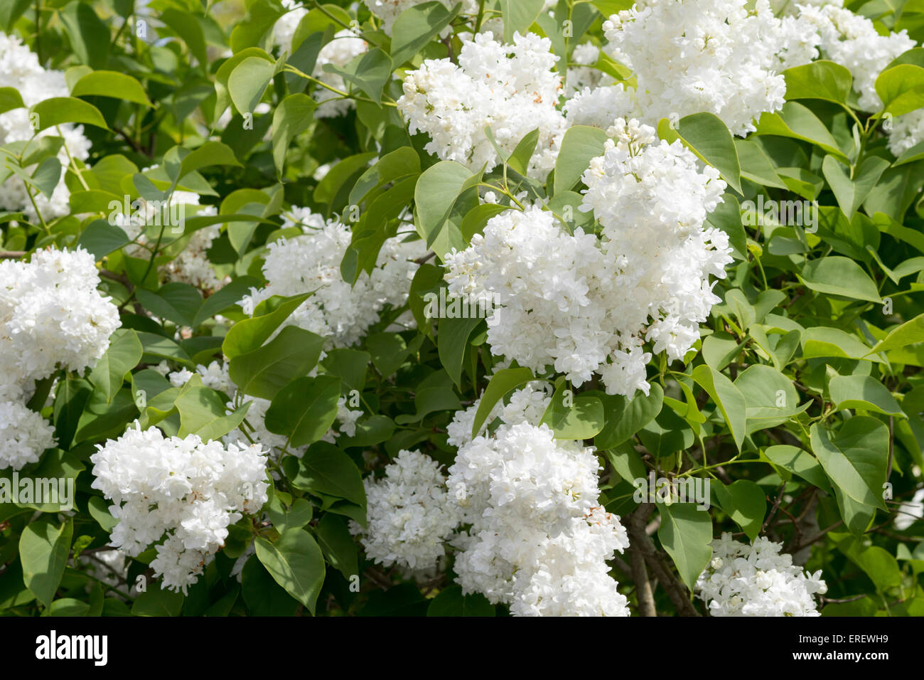 A beautiful lilac bush (Syringa vulgaris Stock Photo - Alamy