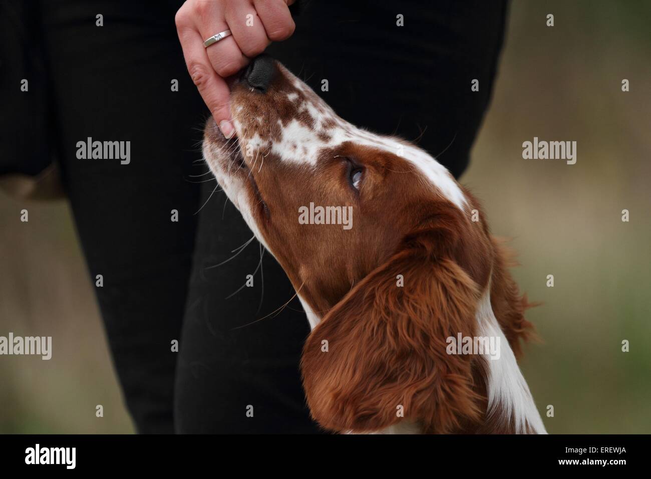 young Welsh Springer Spaniel Stock Photo - Alamy