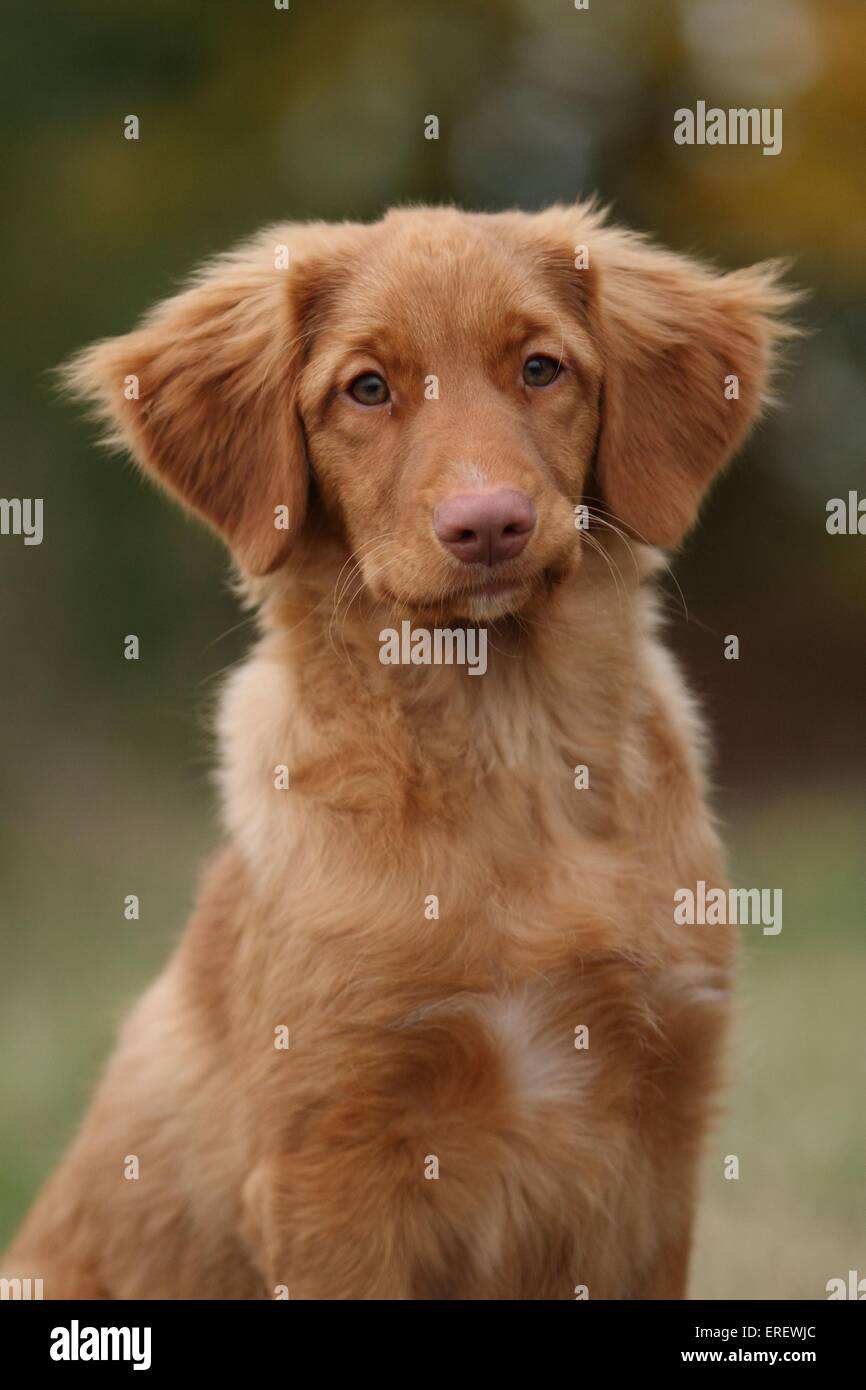 Toller portrait hi-res stock photography and images - Alamy