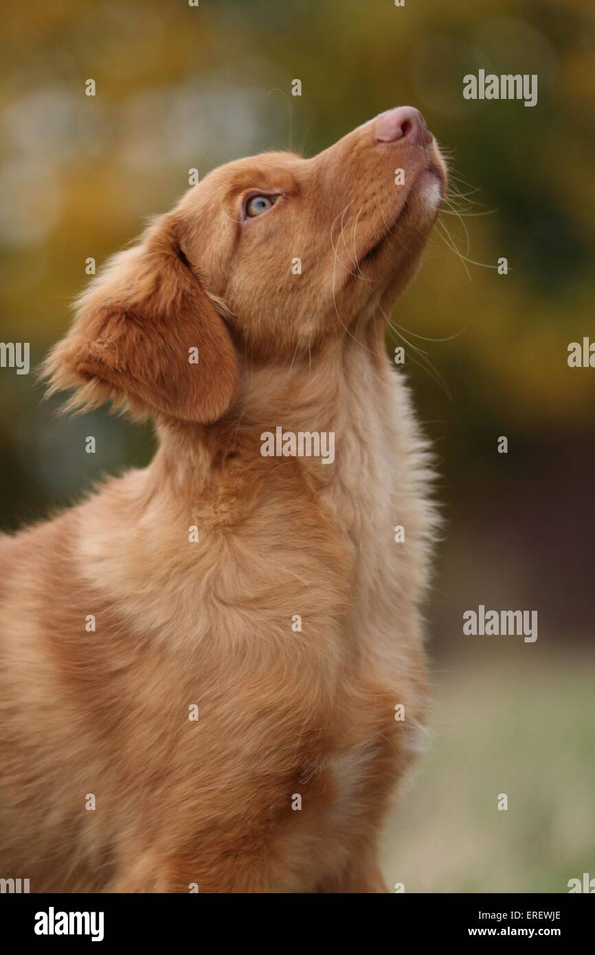 Young domestic duck hi-res stock photography and images - Alamy