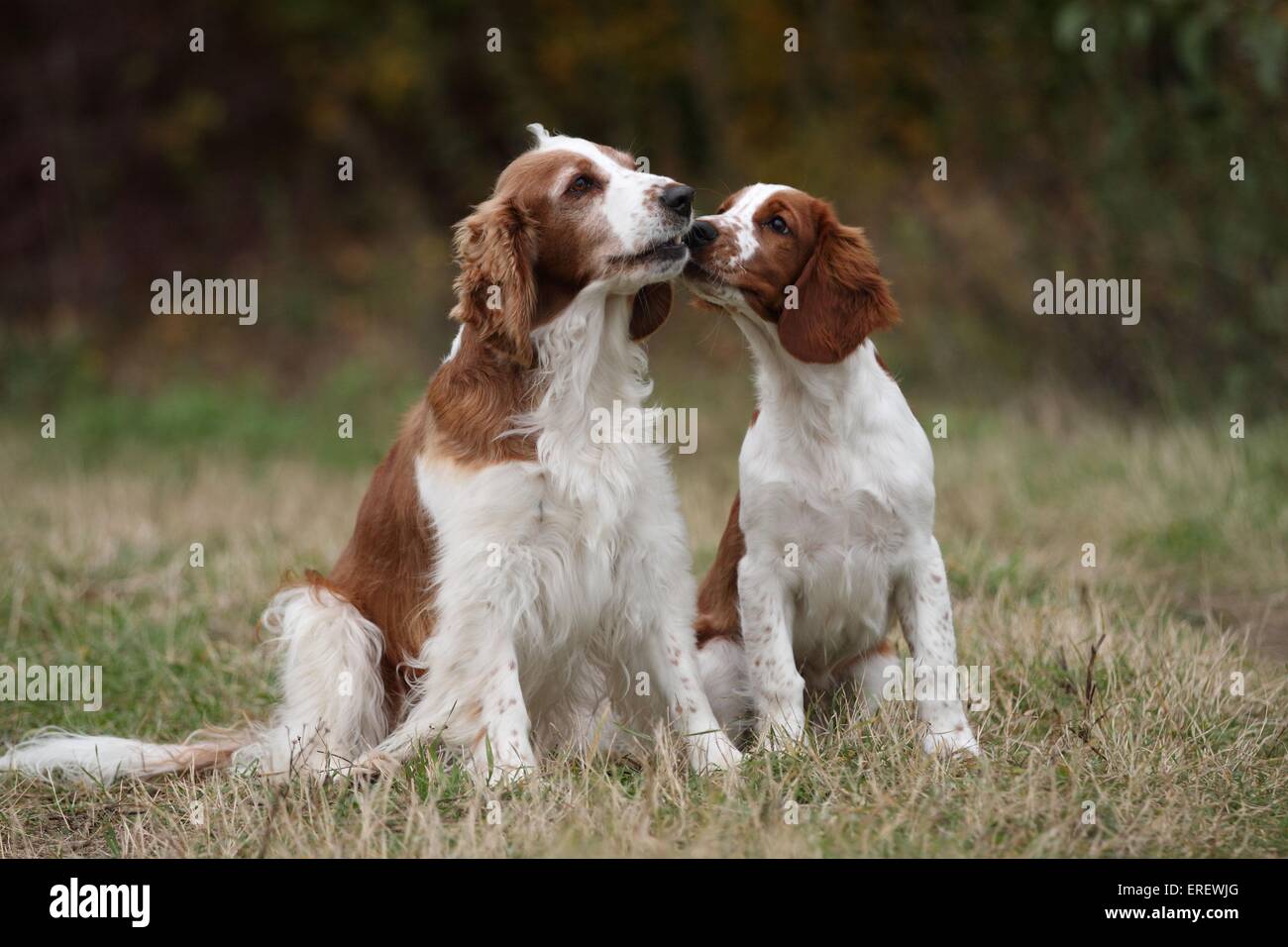 Welsh springer spaniel hi-res stock photography and images - Alamy