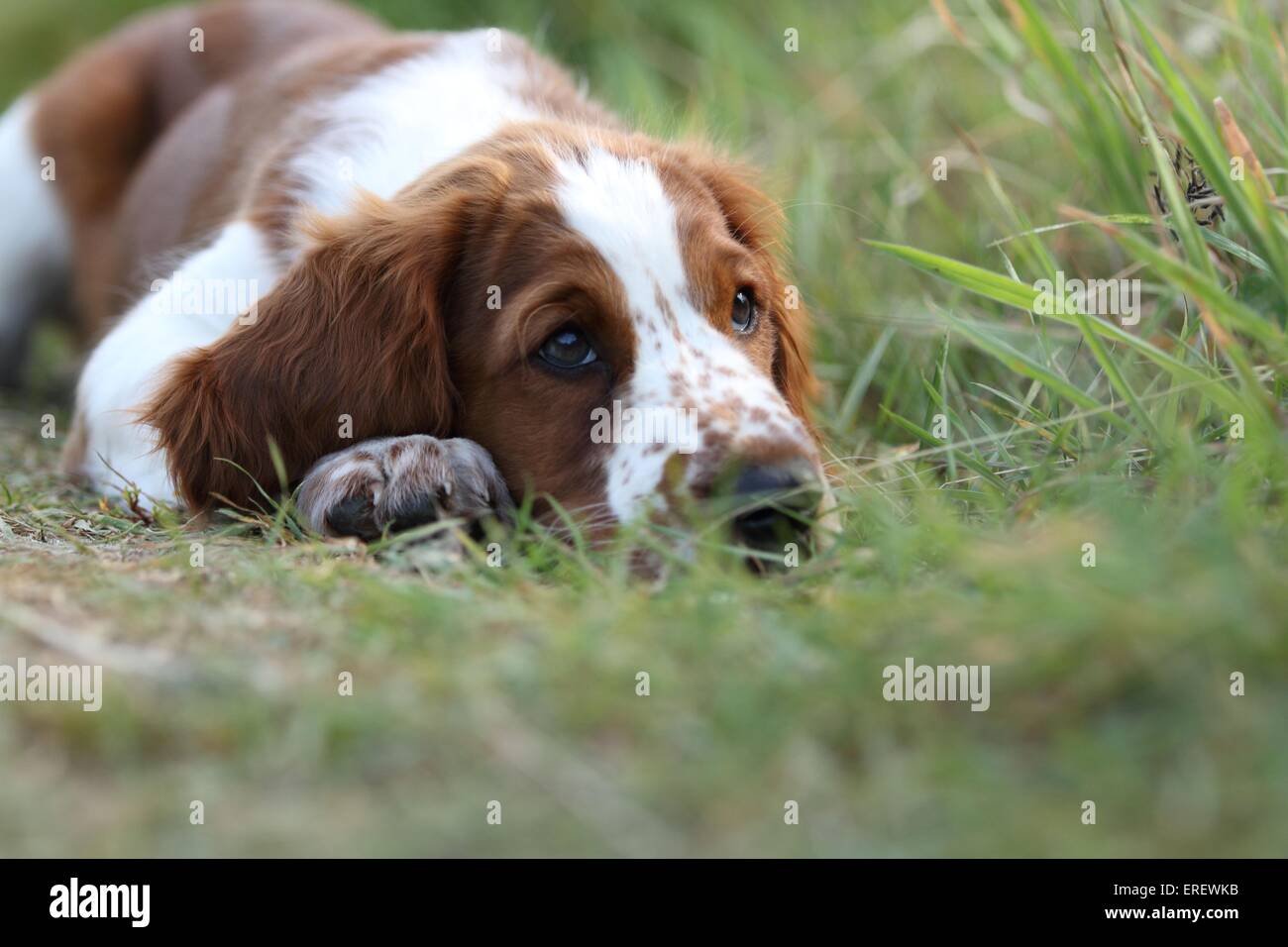 young Welsh Springer Spaniel Stock Photo - Alamy