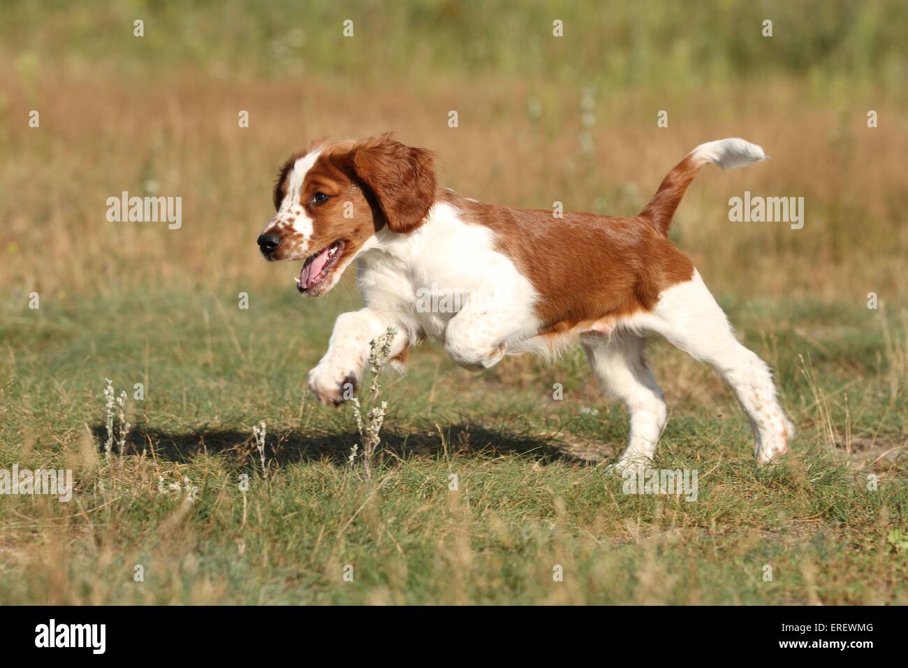 Welsh Springer Spaniel puppy Stock Photo - Alamy