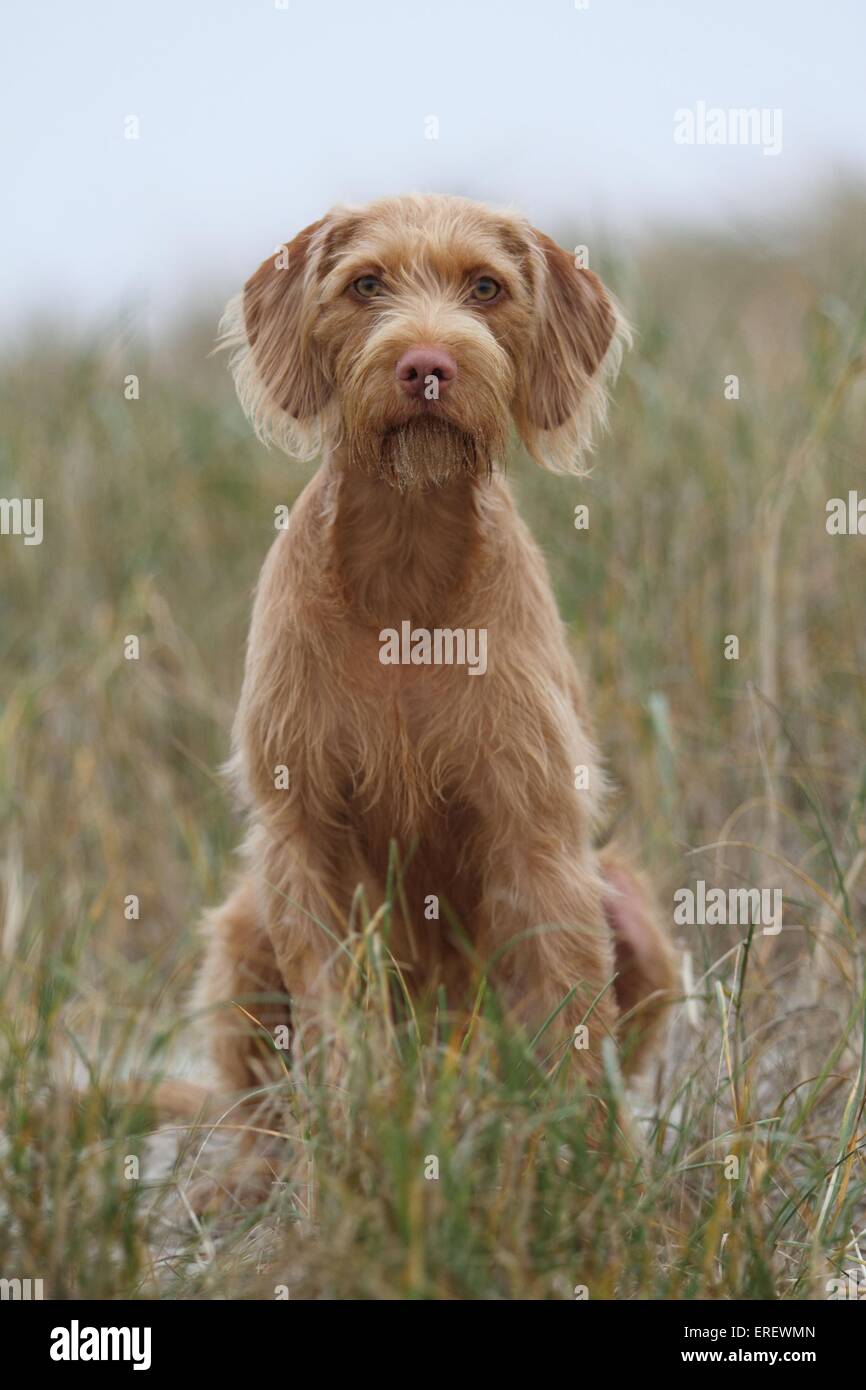 sitting wirehaired Magyar Vizsla Stock Photo - Alamy