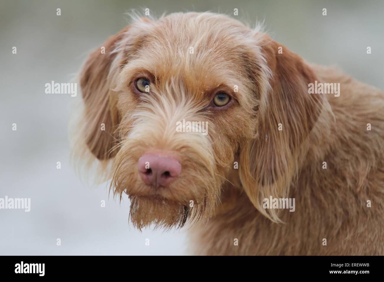 Hungarian wirehaired vizsla hi-res stock photography and images - Alamy
